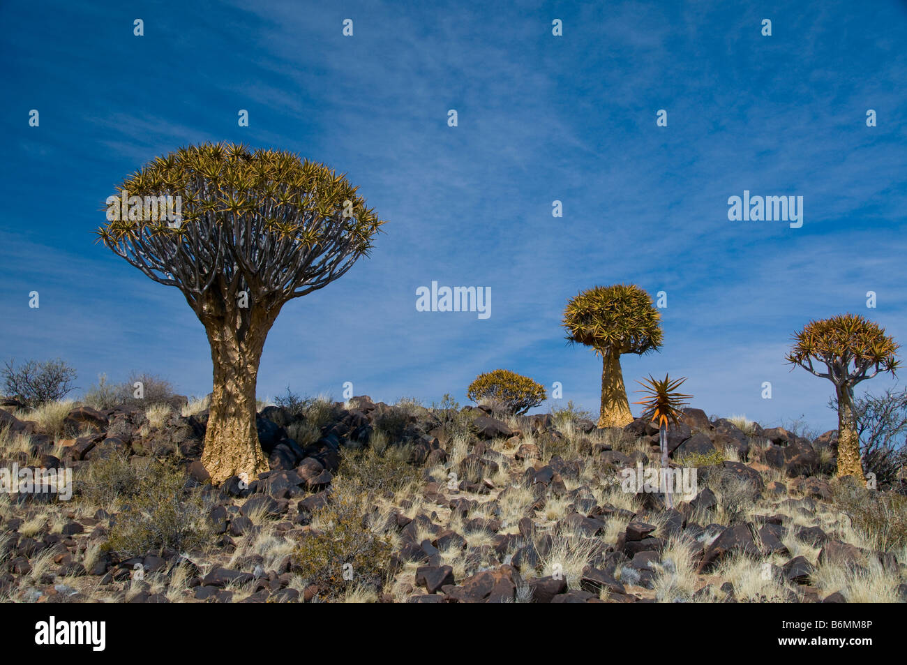 Quivertrees,Karoo Plateau,Southern Kalahari, Namibia Stock Photo - Alamy