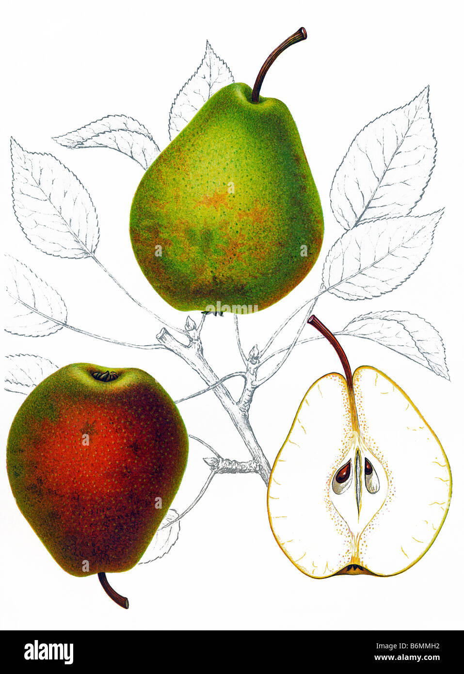 illustration of the pear Flemish Beauty Stock Photo - Alamy