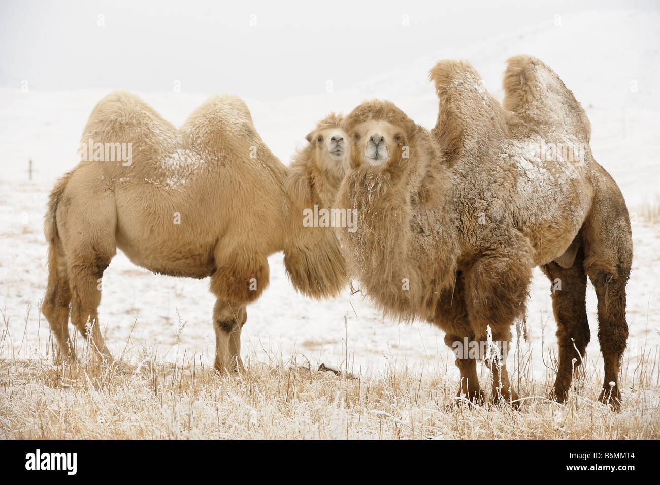 Two hump camel hi-res stock photography and images - Alamy