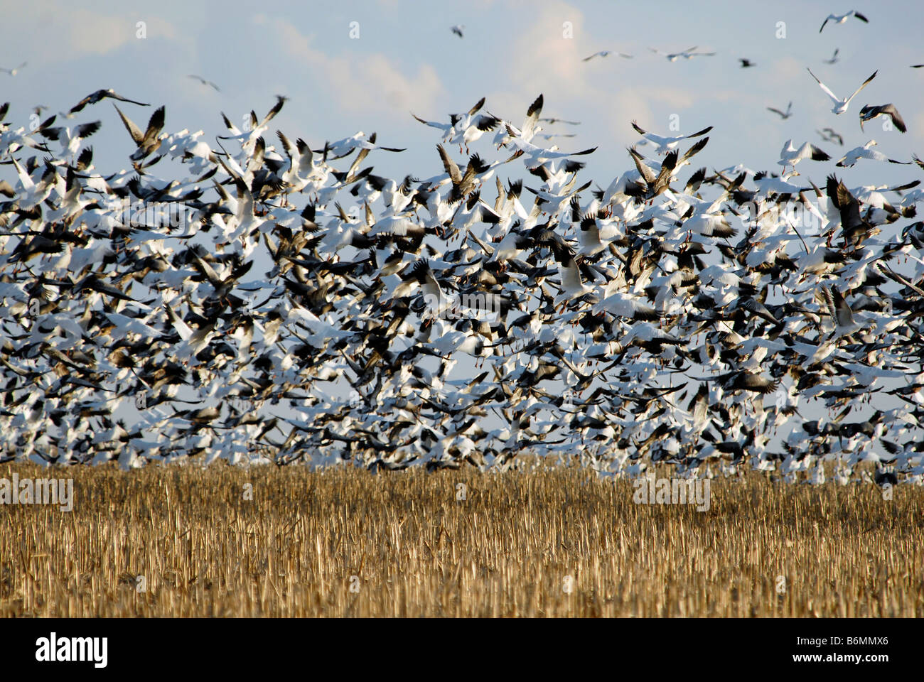 Lesser white fronted goose migration hi-res stock photography and ...