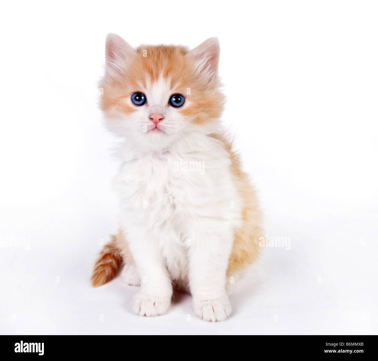 Six weeks old young kitten on a white background Stock Photo - Alamy