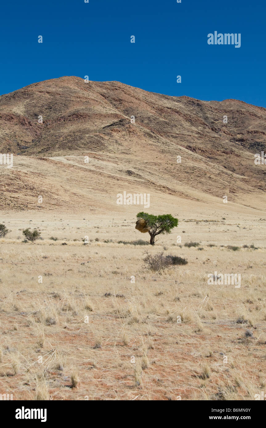 Namibian Grasses High Resolution Stock Photography and Images - Alamy