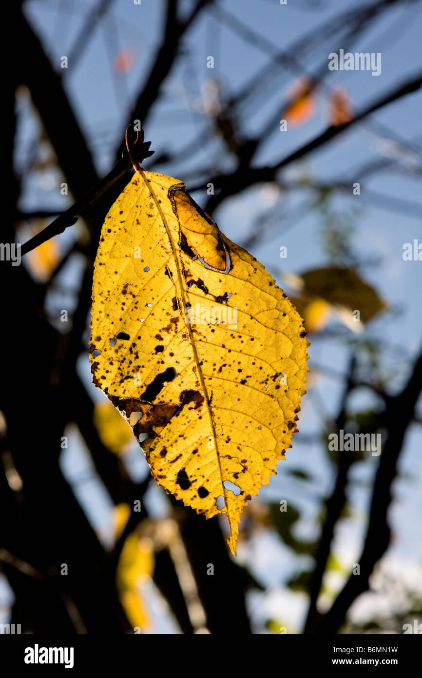 A backlit autumnal yellow leaf Stock Photo - Alamy