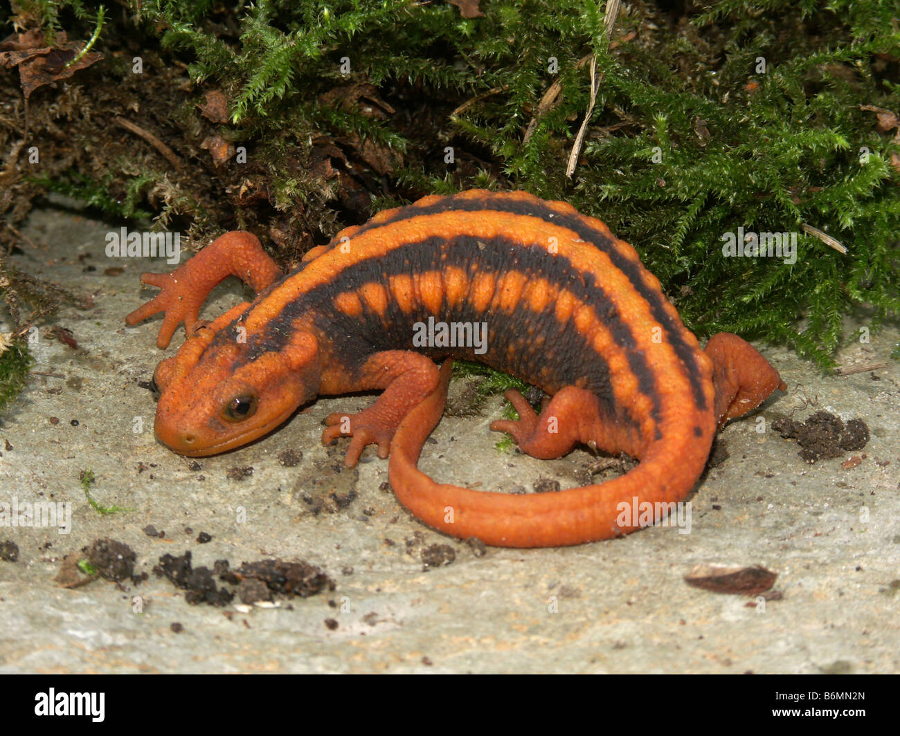 Tylototriton shanjing - Mandarin salamander Stock Photo - Alamy
