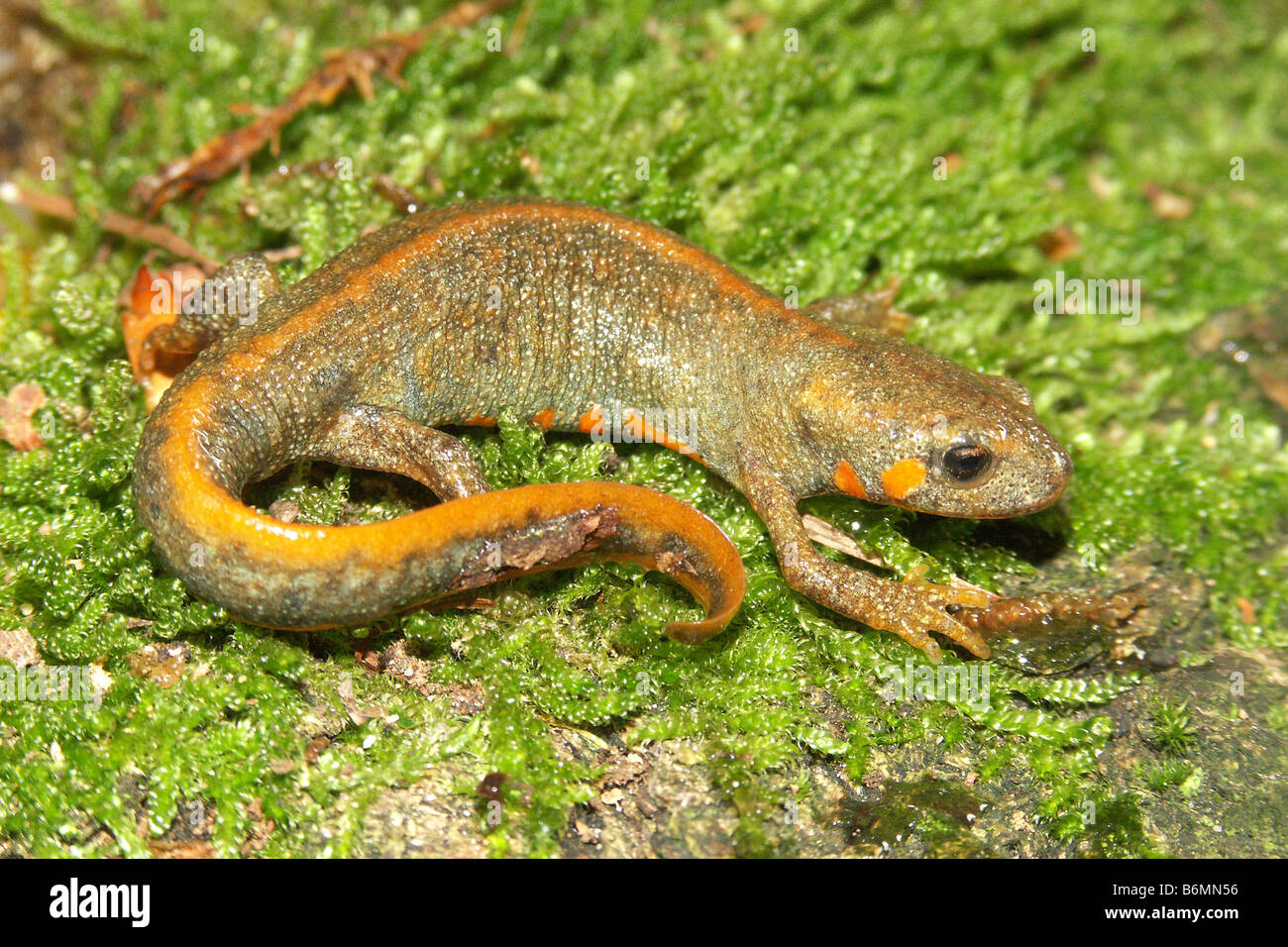 Cynops hi-res stock photography and images - Alamy