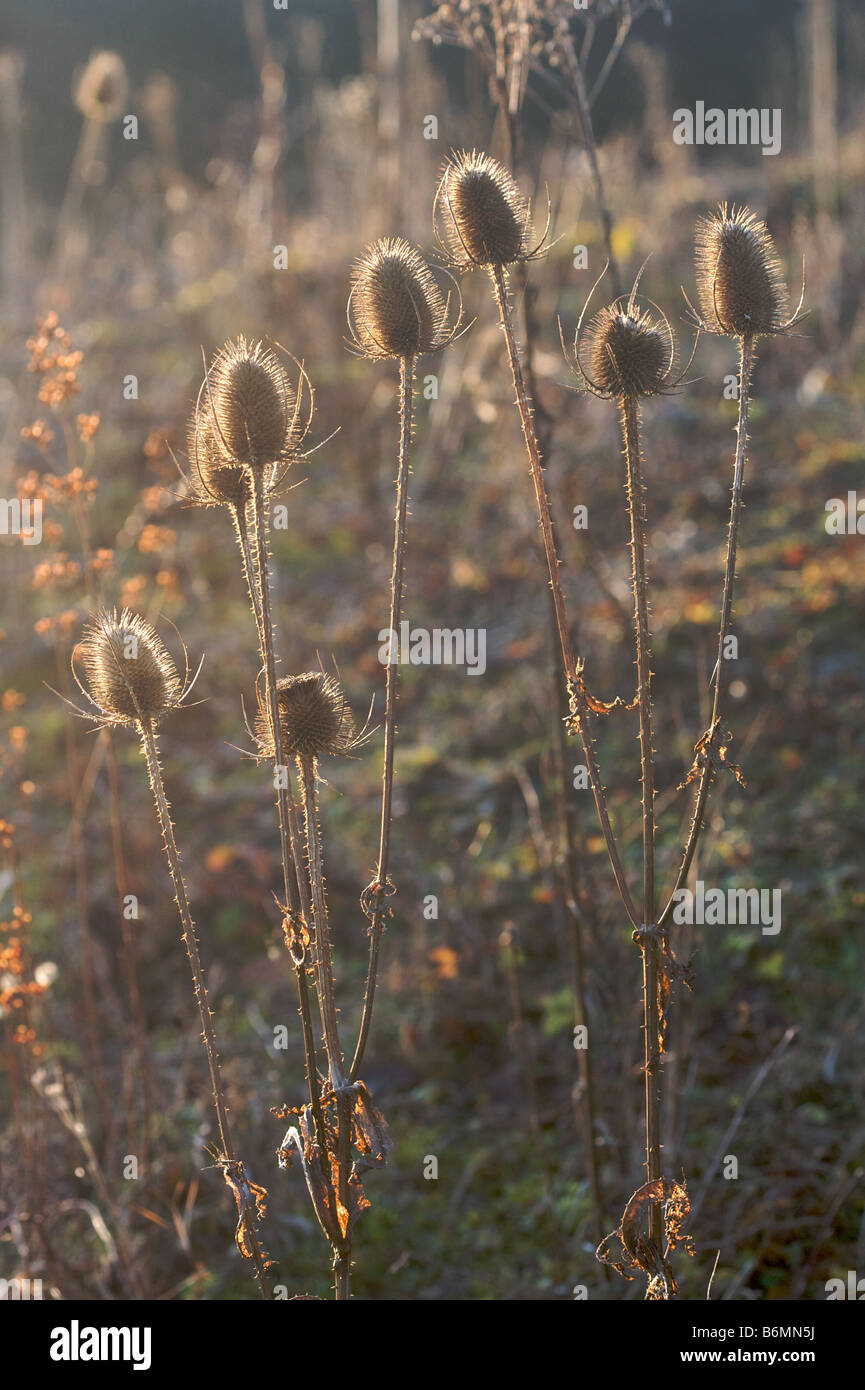 Teasel, Dipsacus, Plant Stock Photo - Alamy