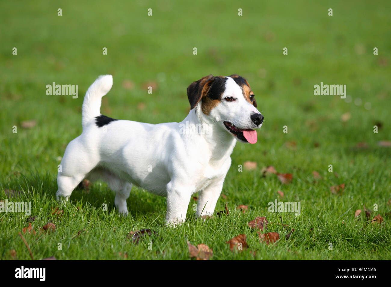 Jack Russell Terrier Stock Photo - Alamy