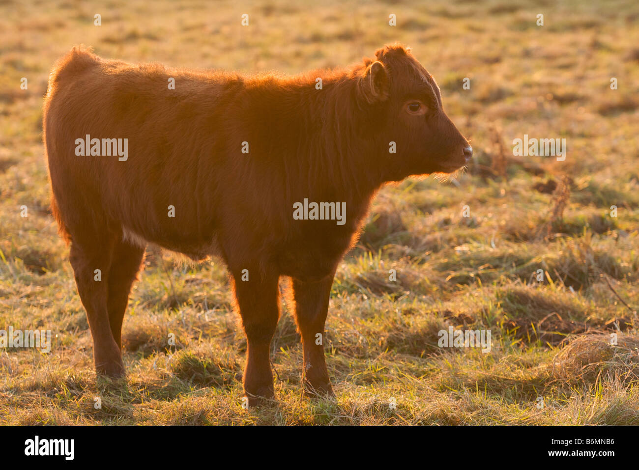The young bull hi-res stock photography and images - Alamy