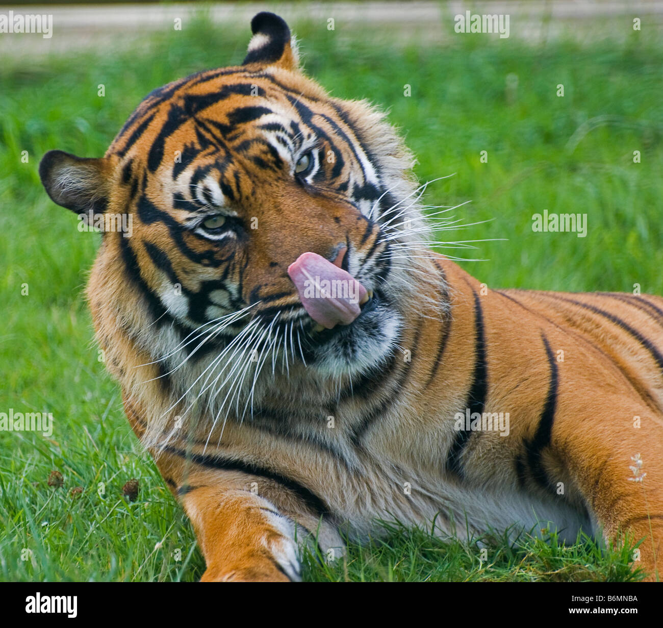 Nias hi-res stock photography and images - Alamy