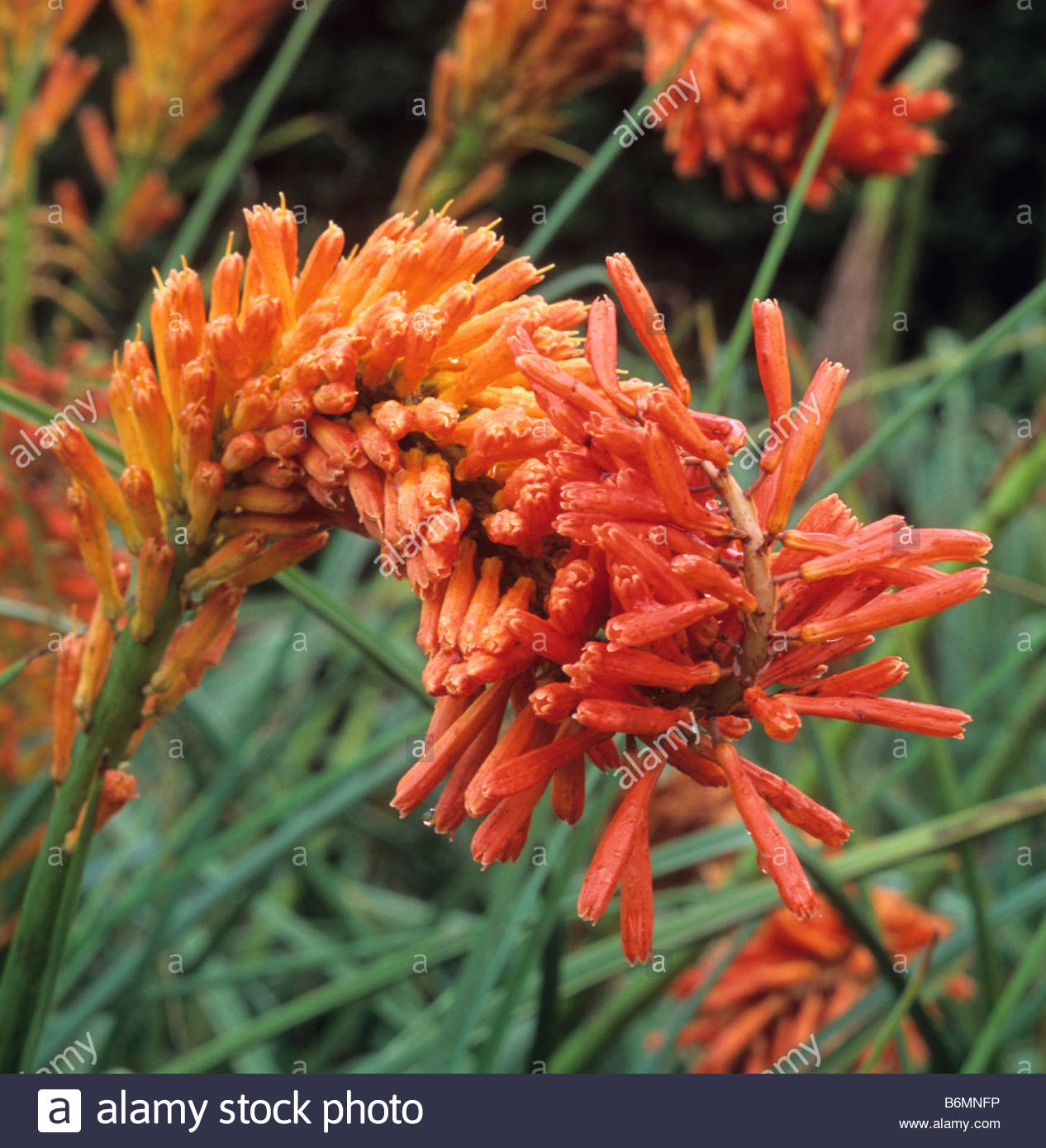Kniphofia Erecta Stock Photos & Kniphofia Erecta Stock Images - Alamy