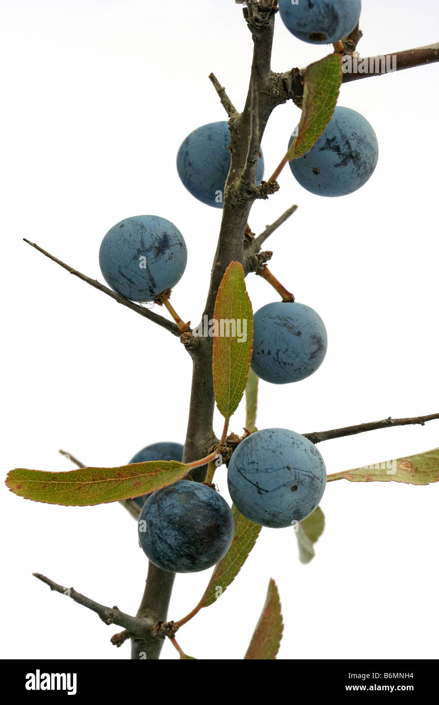 Blackthorn thorn prunus spinosa Cut Out Stock Images & Pictures - Alamy