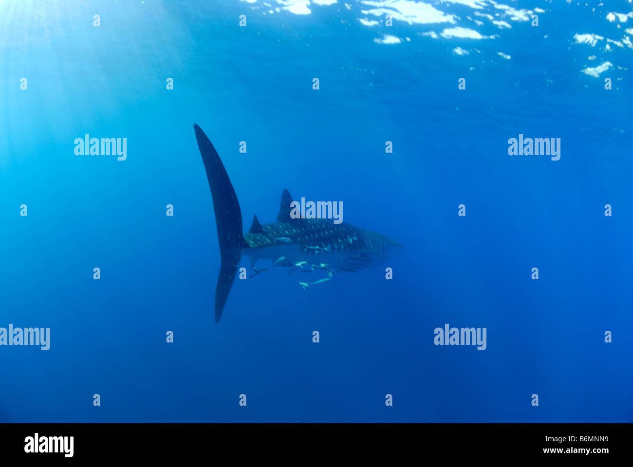 Whale Shark, Rhincodon typus, Mahe, Seychelles, Indian Ocean Stock ...