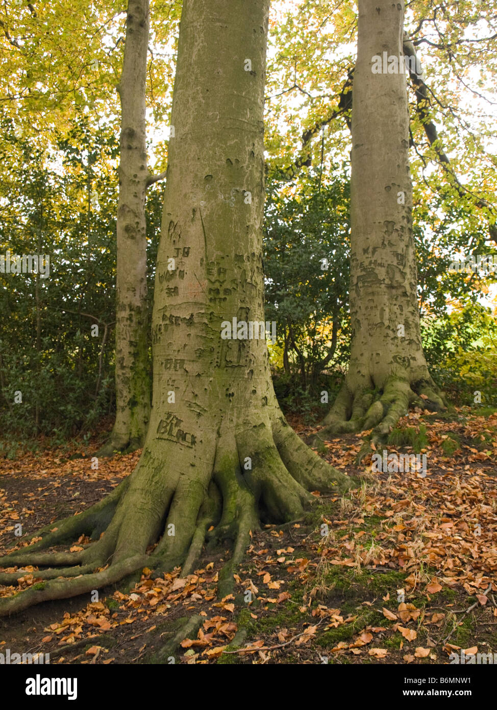 Inscribed in wood hi-res stock photography and images - Alamy