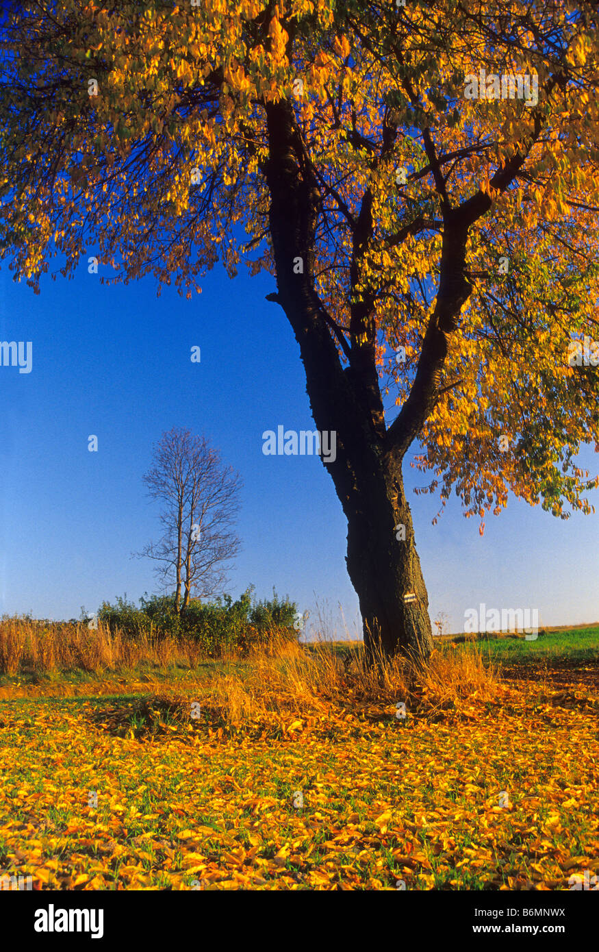 Wild Cherry in autumn fall Stock Photo - Alamy