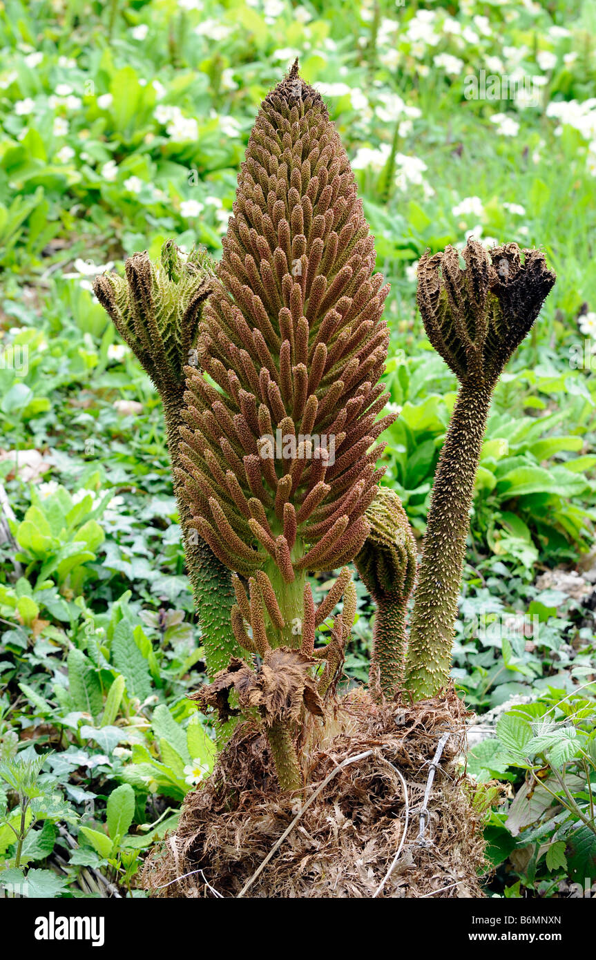 Gunnera flower spike hi-res stock photography and images - Alamy