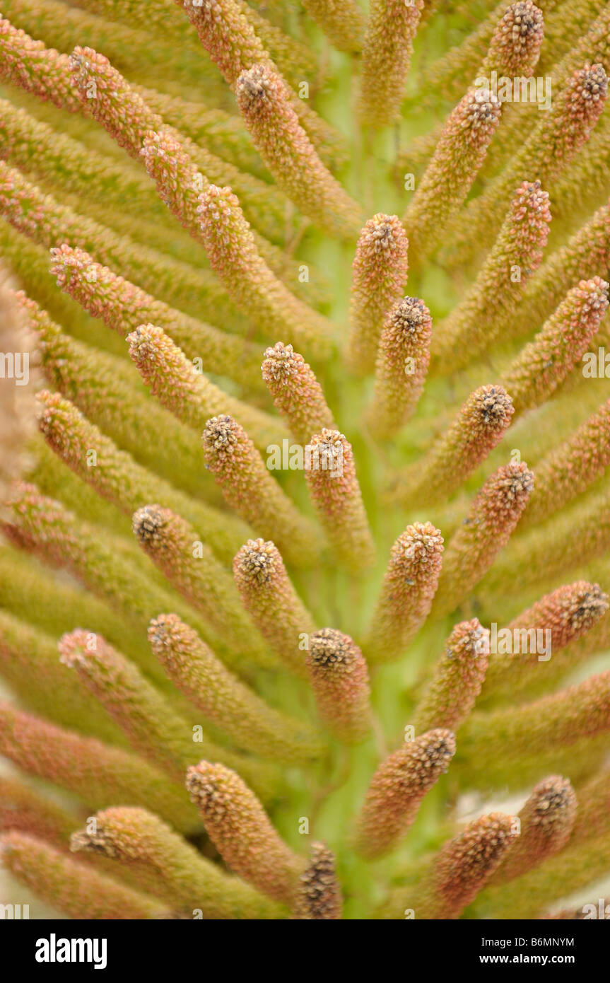 Gunnera flower spike hi-res stock photography and images - Alamy