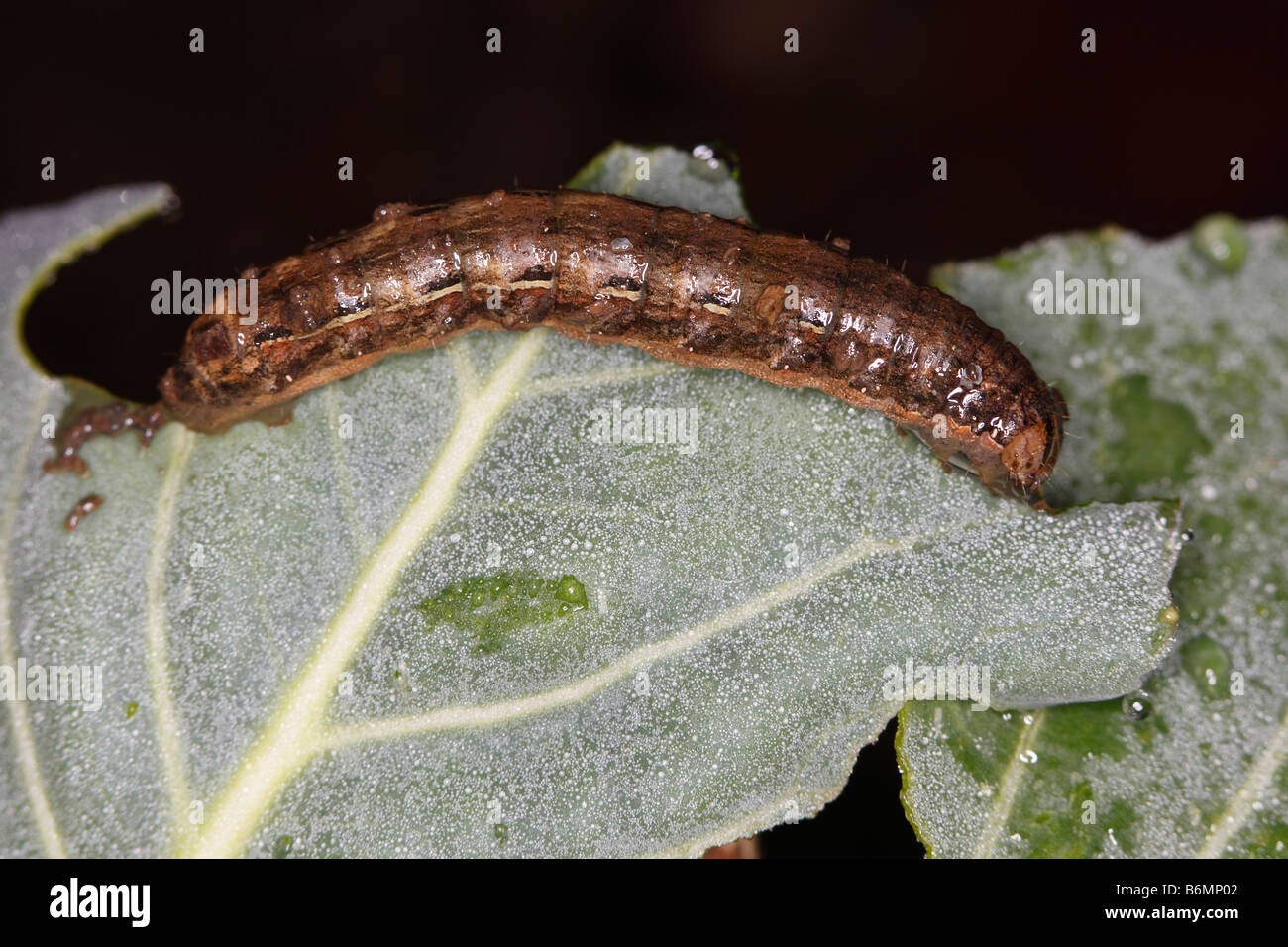 Cutworm hi-res stock photography and images - Alamy