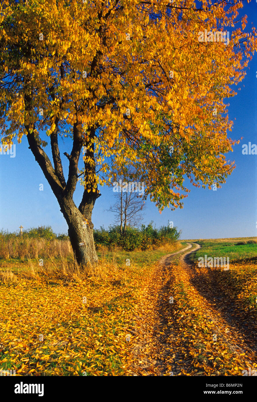 Polish cherry hi-res stock photography and images - Alamy