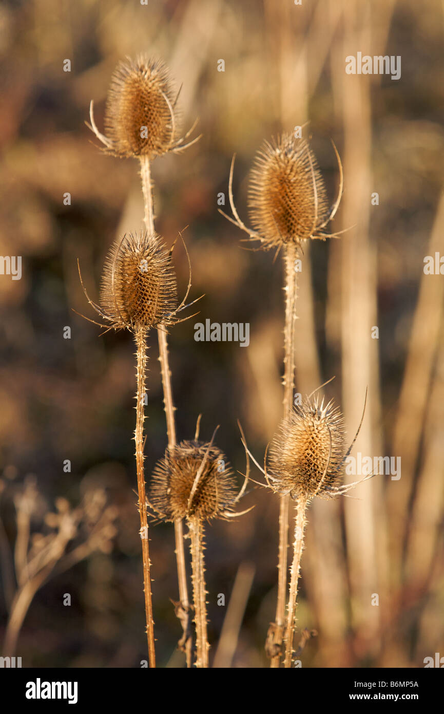 Teasel, Dipsacus, Plant Stock Photo - Alamy