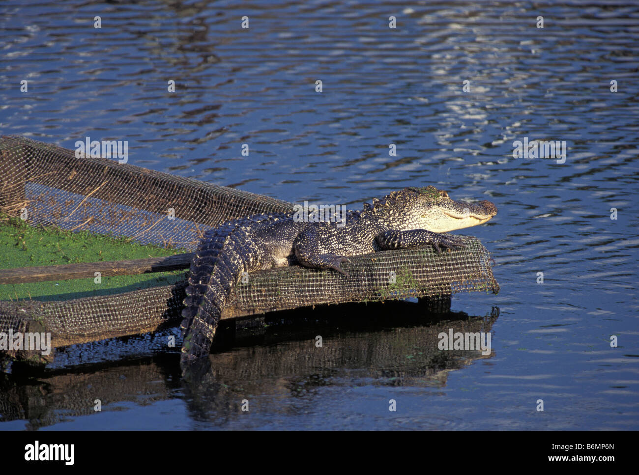 American alligator basking on platform Stock Photo - Alamy