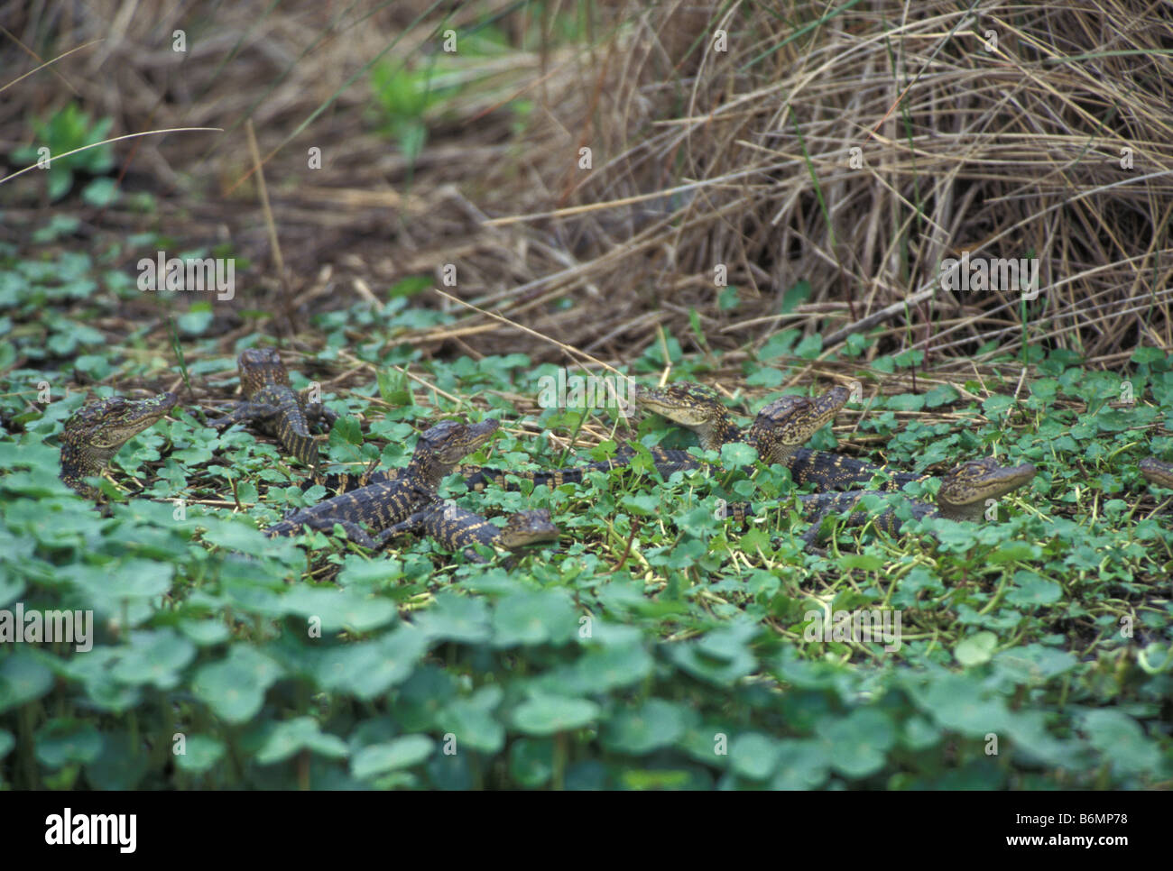 American alligator in marsh Stock Photo - Alamy