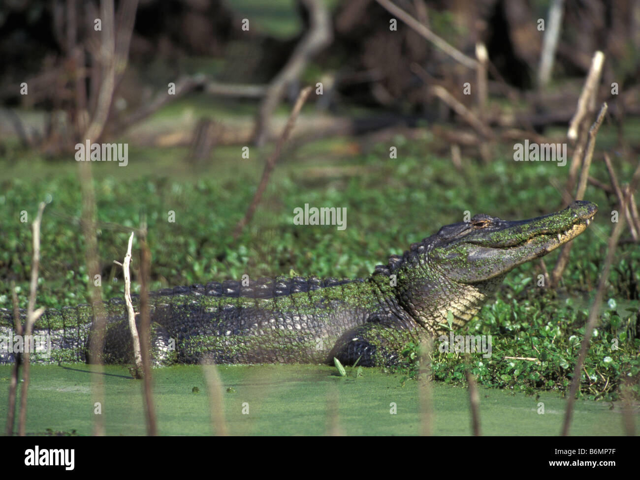 American alligator in swamp with duckweed Stock Photo - Alamy