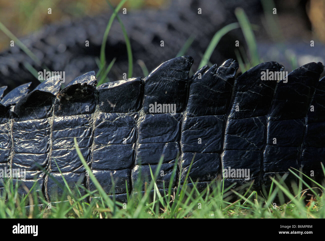 view of tail of American alligator in Shark Valley Stock Photo - Alamy