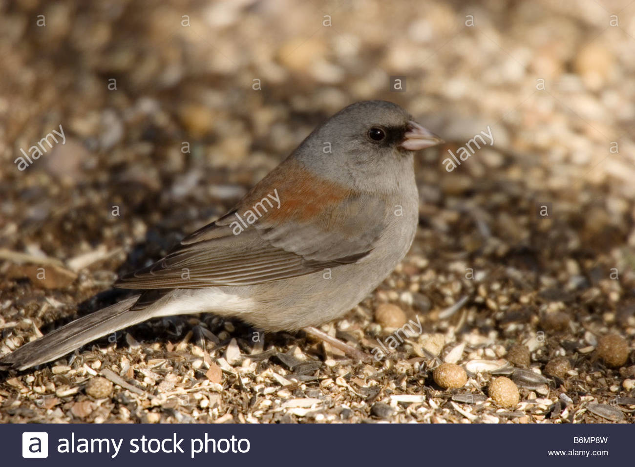 Gray Headed Junco Stock Photos & Gray Headed Junco Stock Images - Alamy