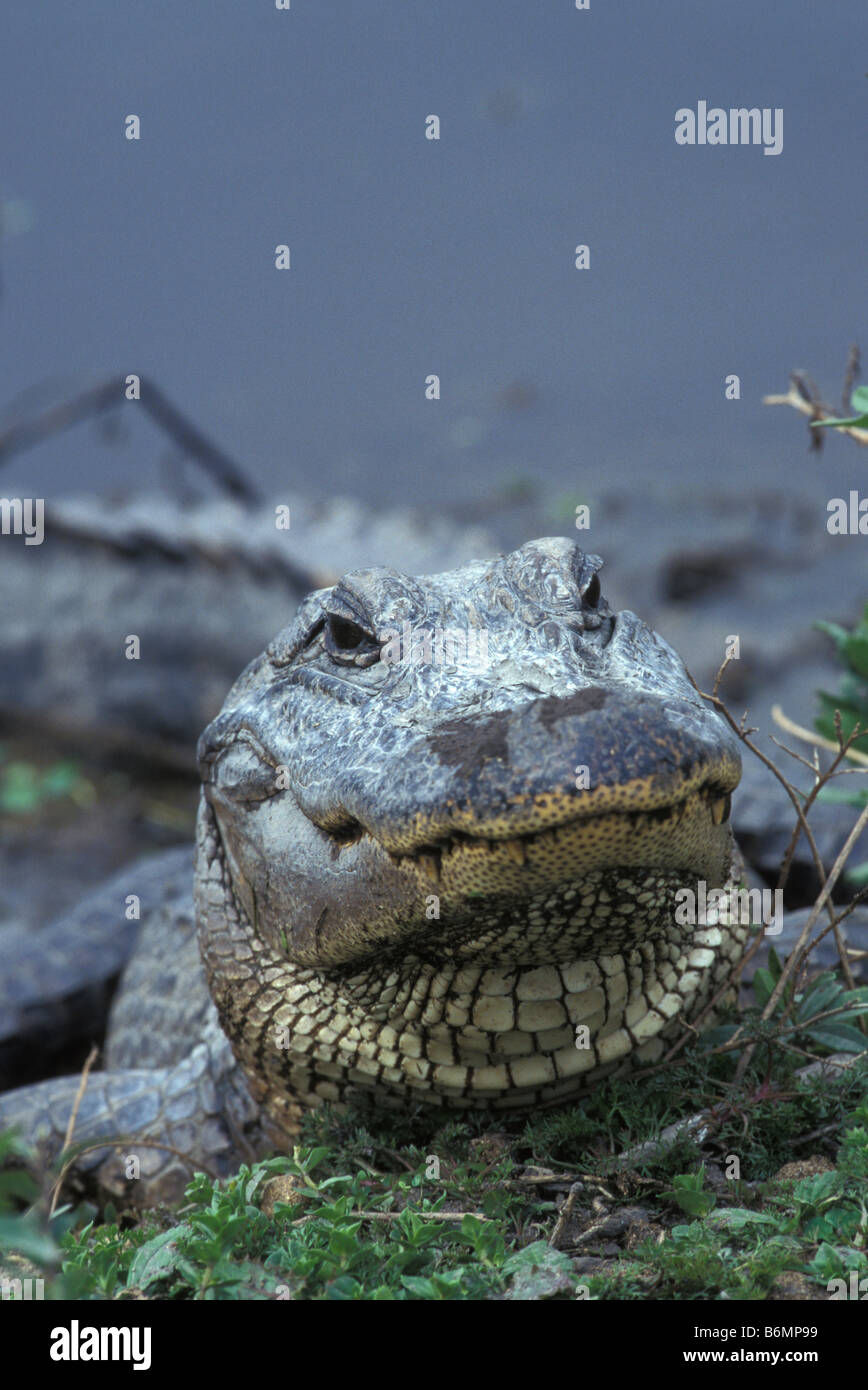 young American alligator basking in marsh Stock Photo - Alamy