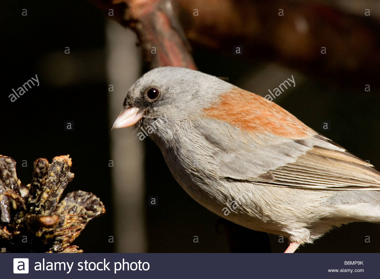 Gray Headed Junco Stock Photos & Gray Headed Junco Stock Images - Alamy