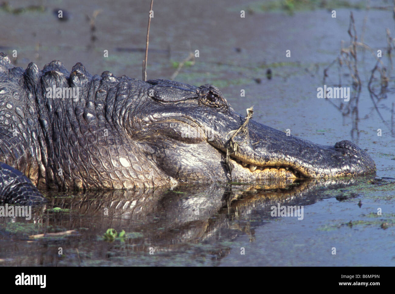 American alligator basking in pond Stock Photo - Alamy