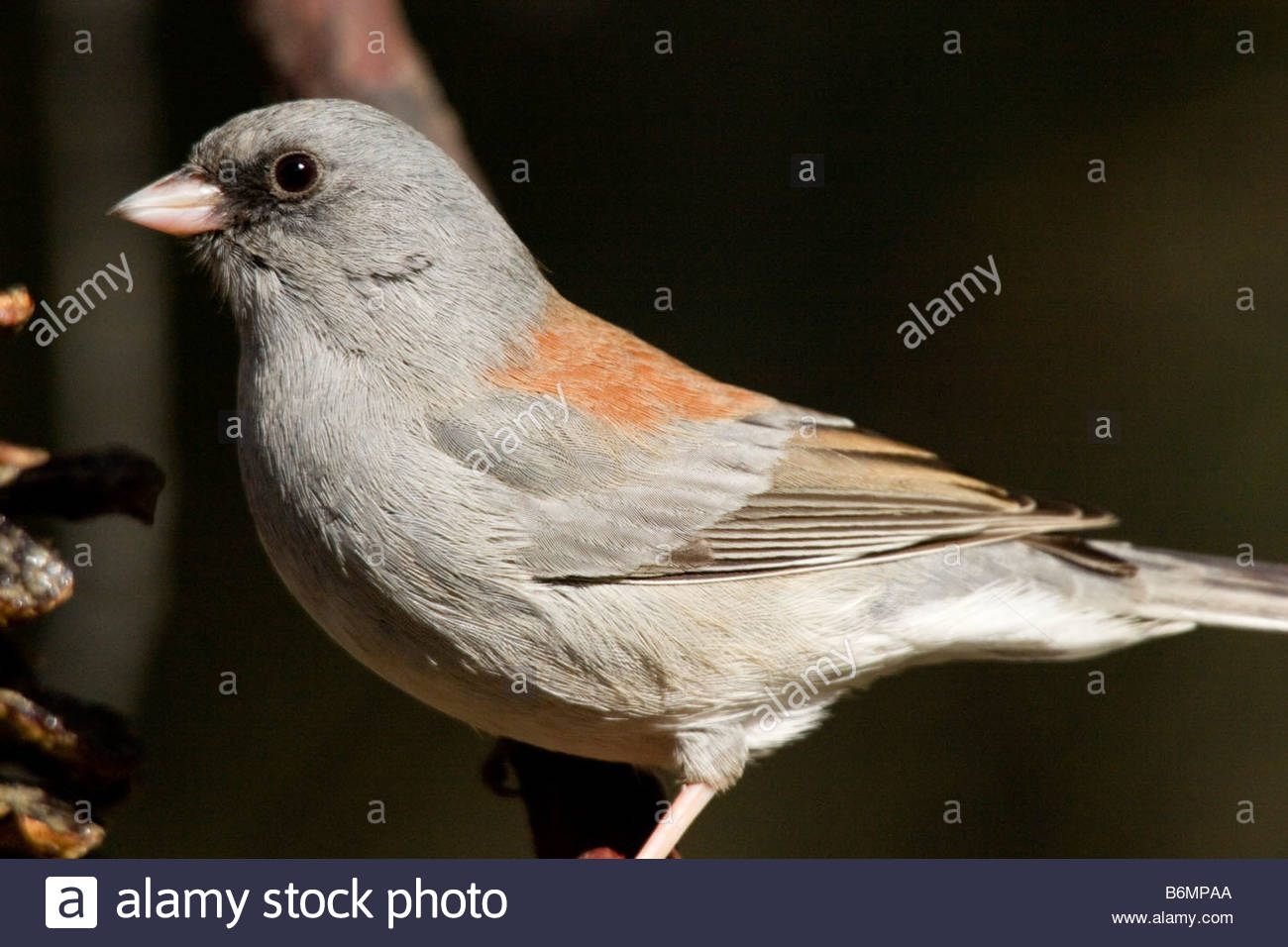 Gray Headed Junco Stock Photos & Gray Headed Junco Stock Images - Alamy
