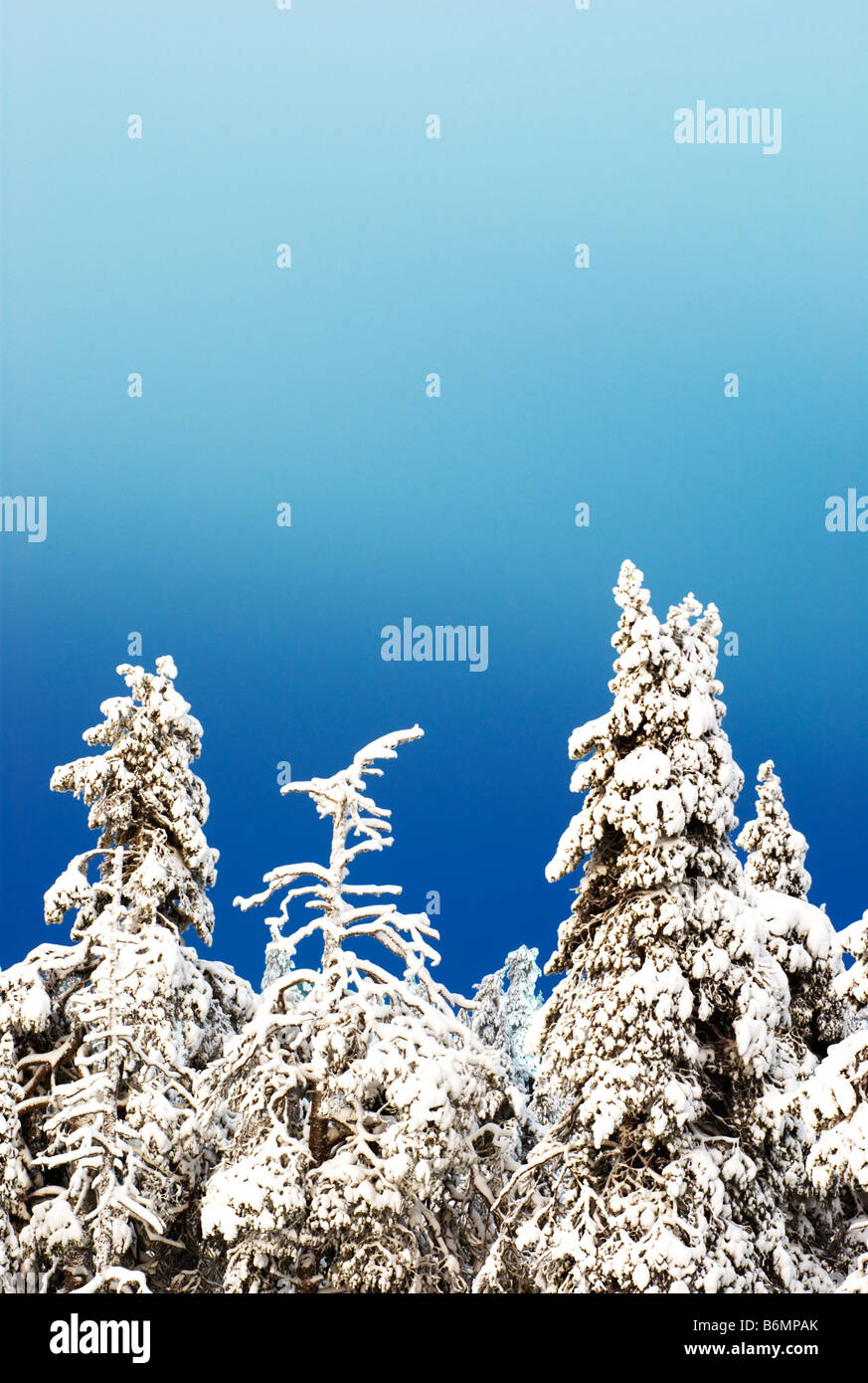 Boreal forest trees finland hi-res stock photography and images - Alamy