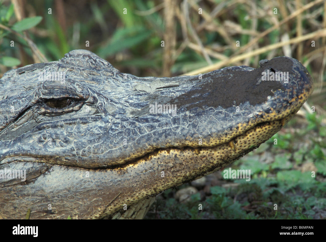 young American alligator basking in marsh Stock Photo - Alamy