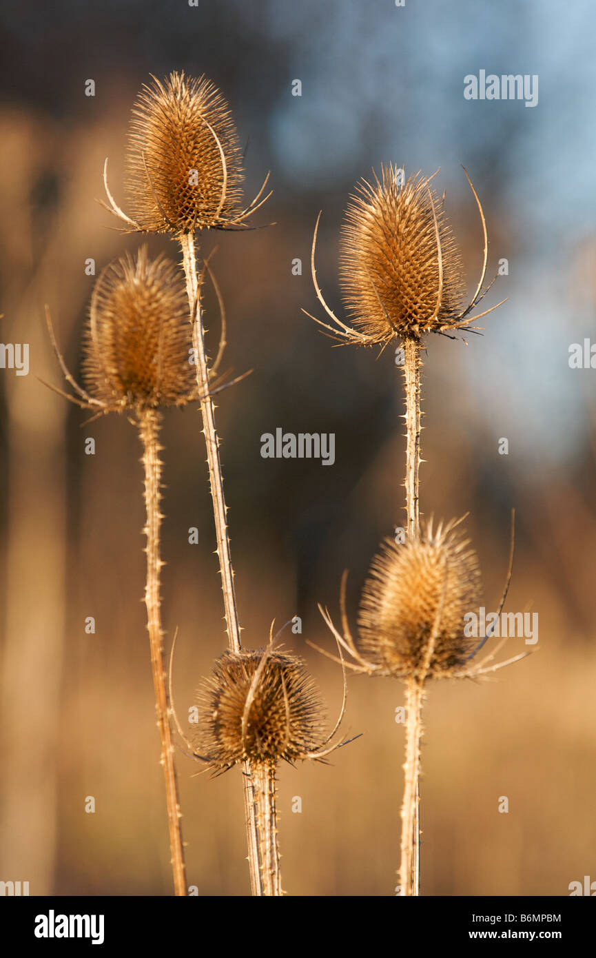 Teasel, Dipsacus, Plant Stock Photo - Alamy