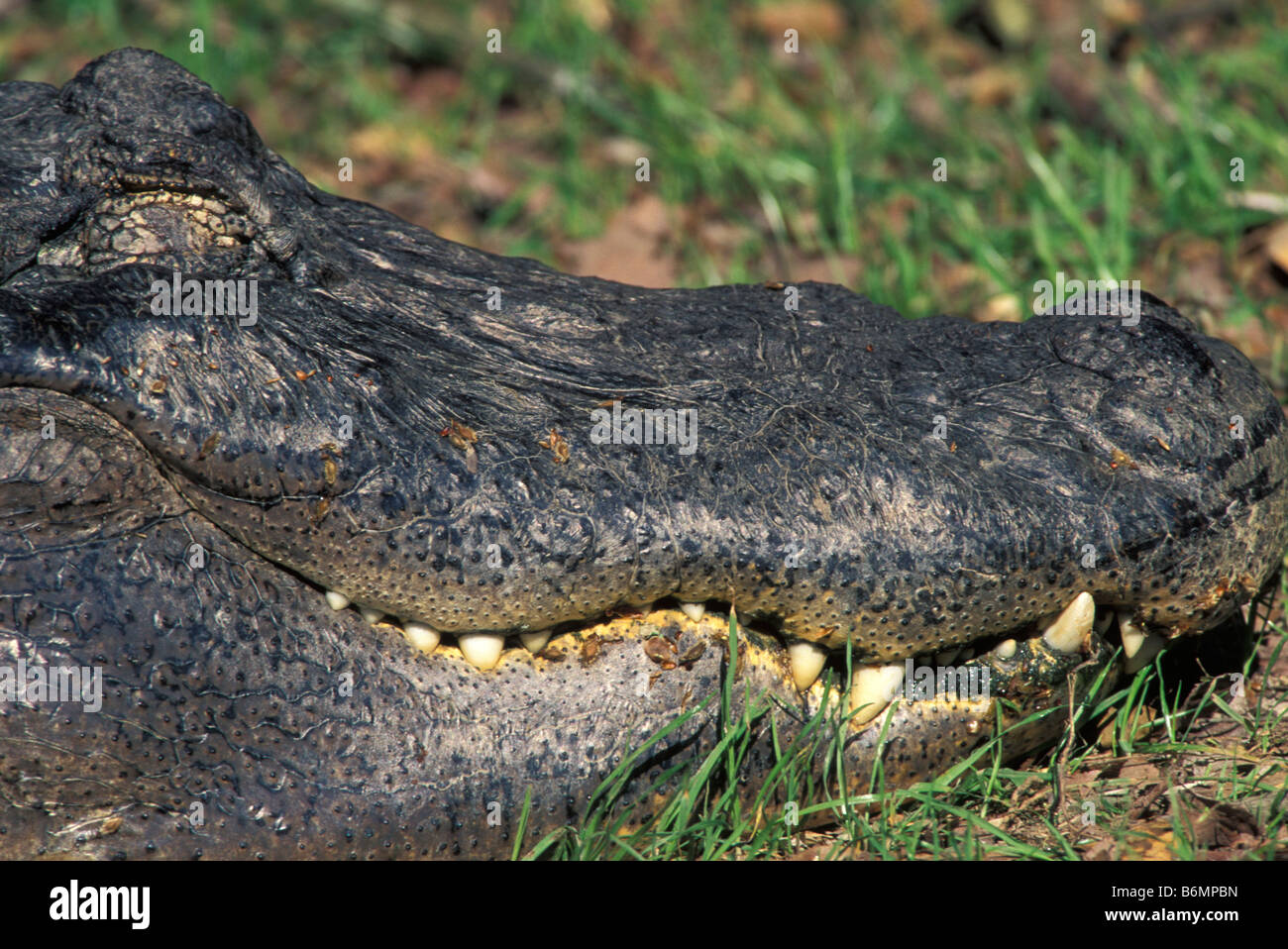 captive American alligator basking Stock Photo - Alamy