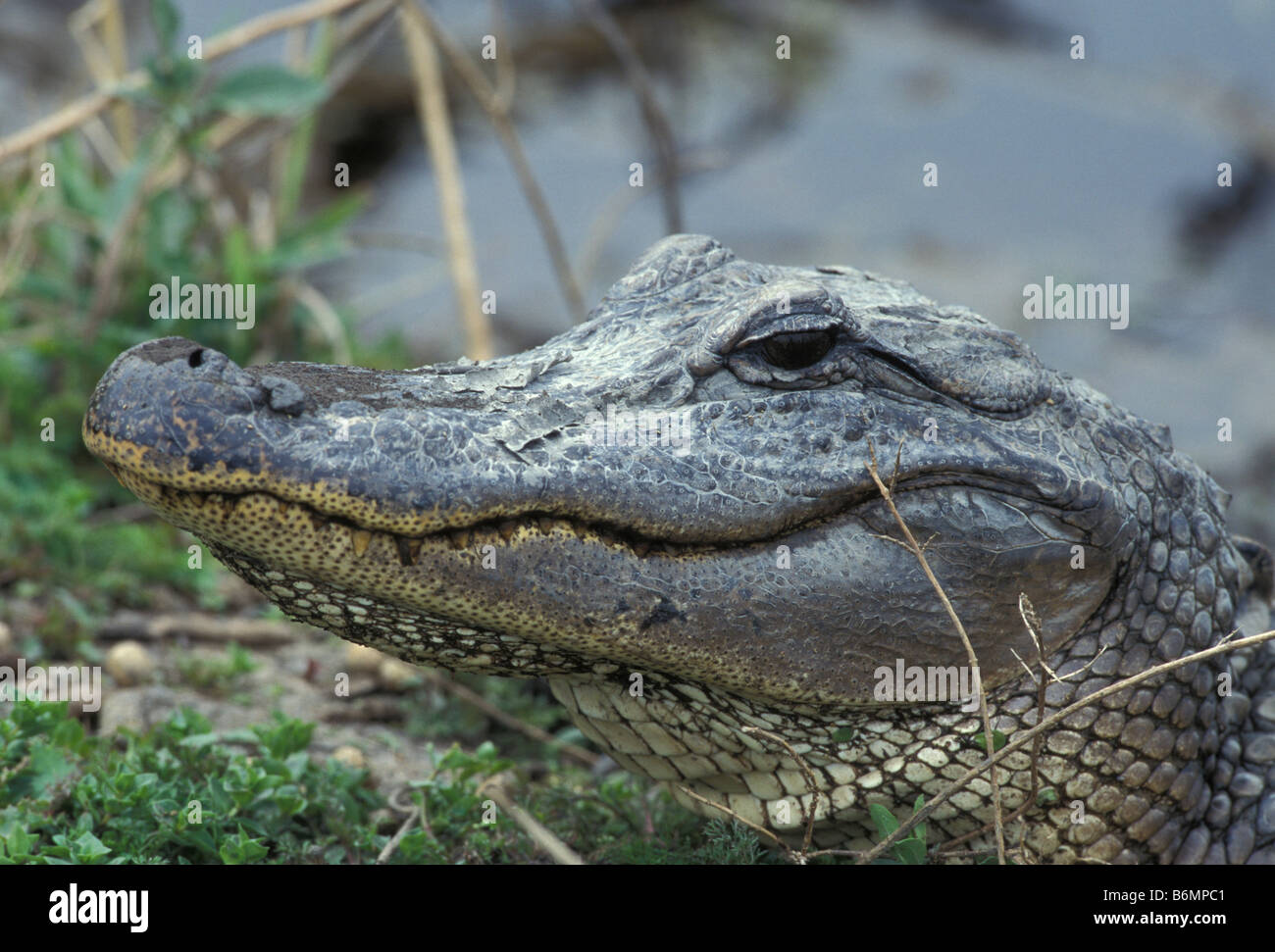 young American alligator basking in marsh Stock Photo - Alamy