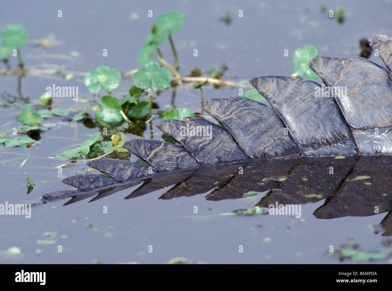 tail of American alligator Stock Photo - Alamy