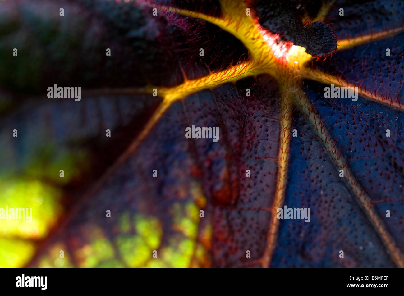 Close up of Begonia Curly Fireflush Stock Photo - Alamy