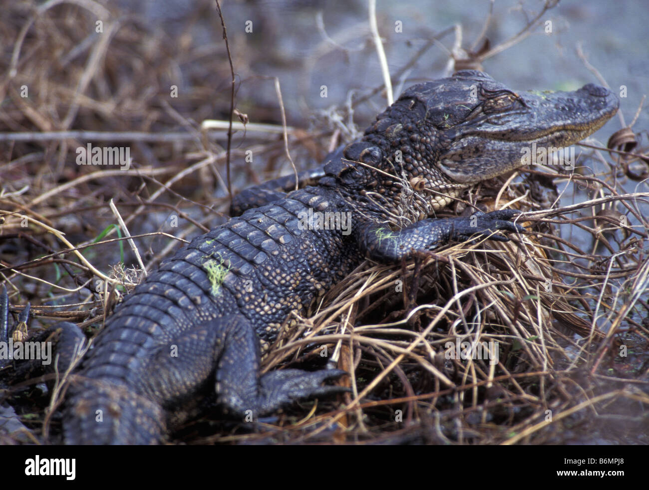 young American alligator on vegetation clump Stock Photo - Alamy