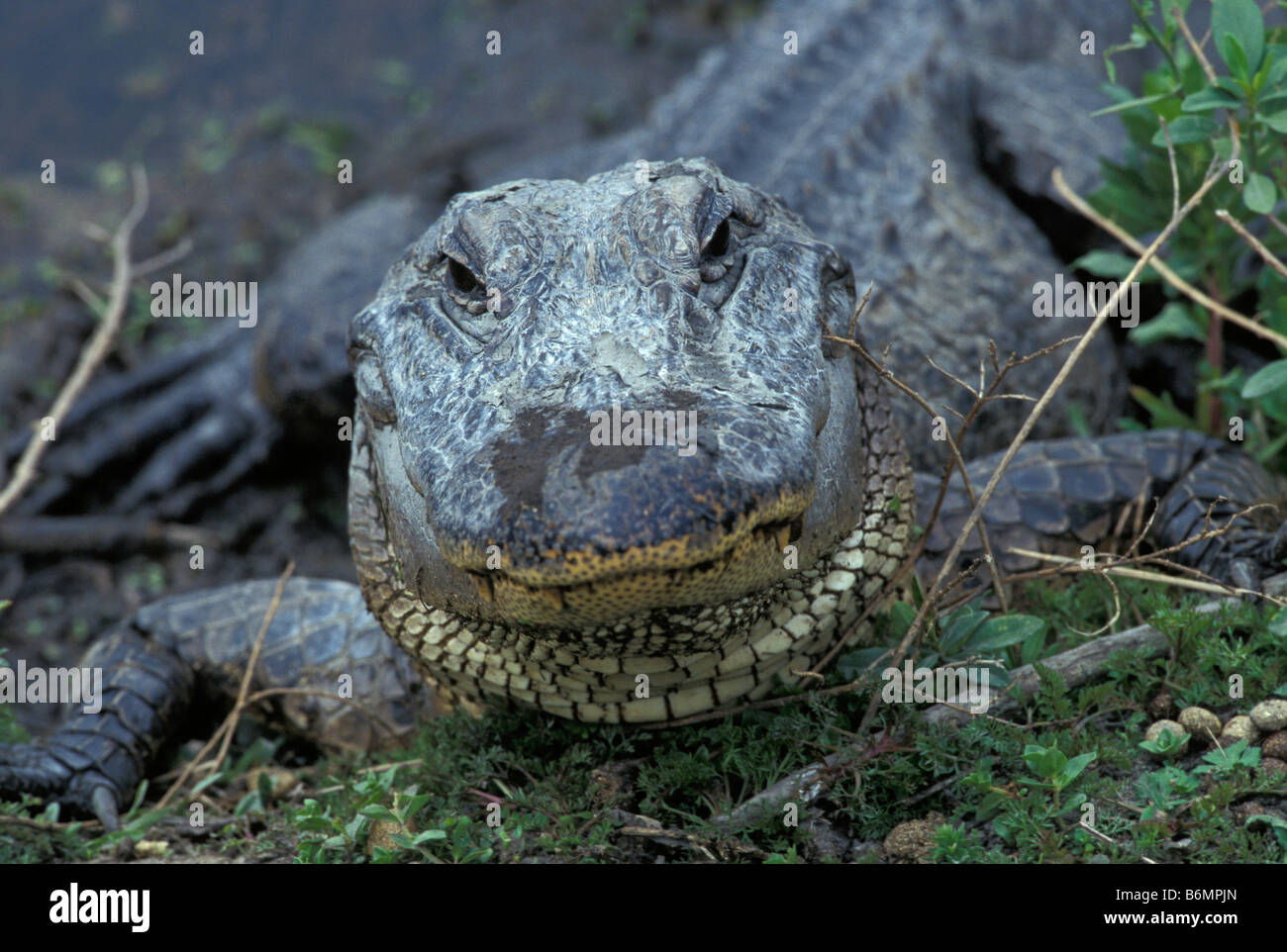 young American alligator basking in marsh Stock Photo - Alamy