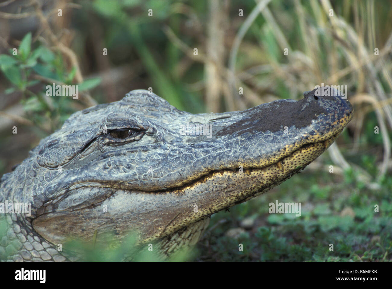 young American alligator basking in marsh Stock Photo - Alamy