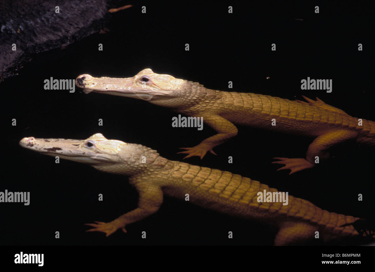 pair captive young white alligators in water Stock Photo - Alamy