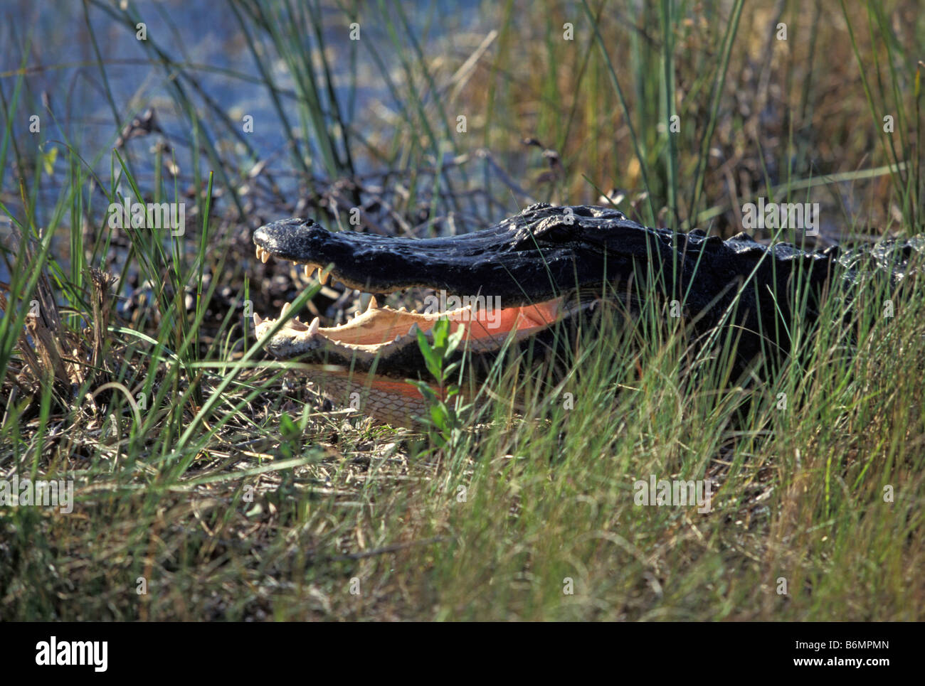 American alligator basking in Shark Valley Stock Photo - Alamy