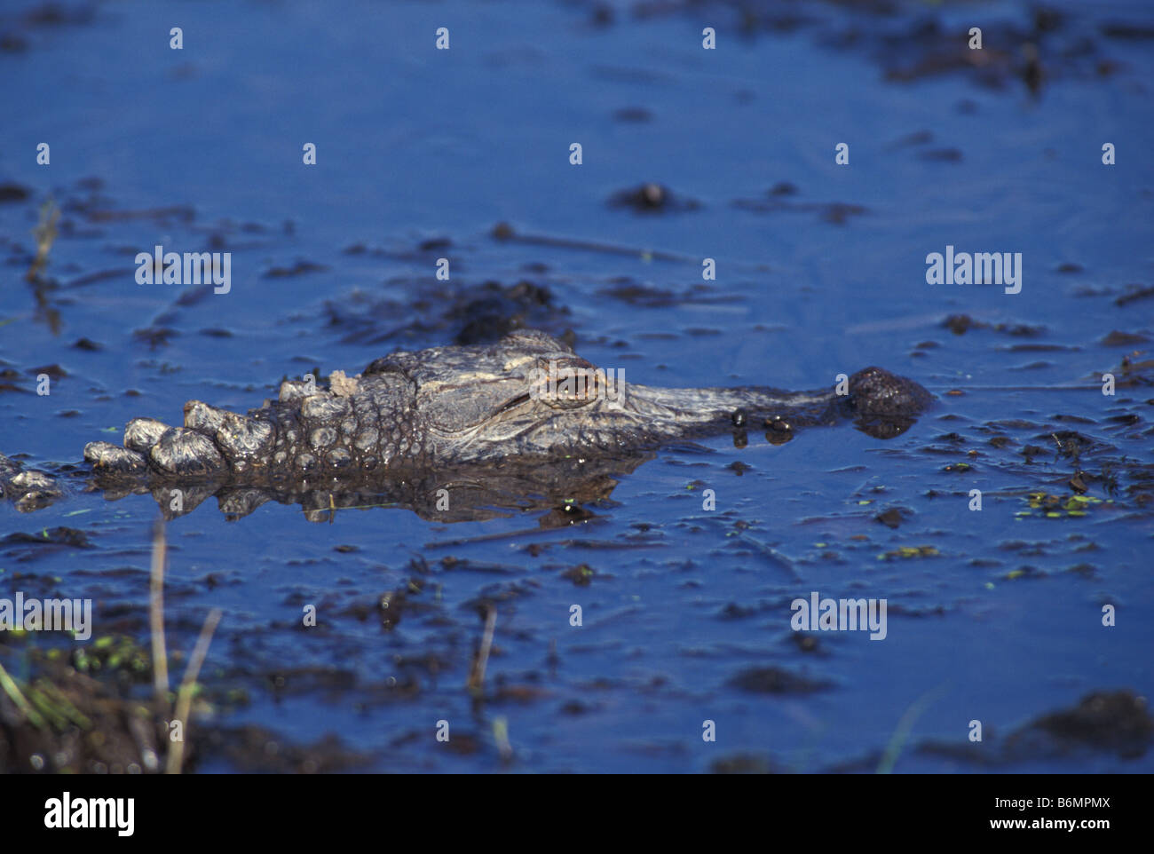 head and snout of small American alligator Stock Photo - Alamy