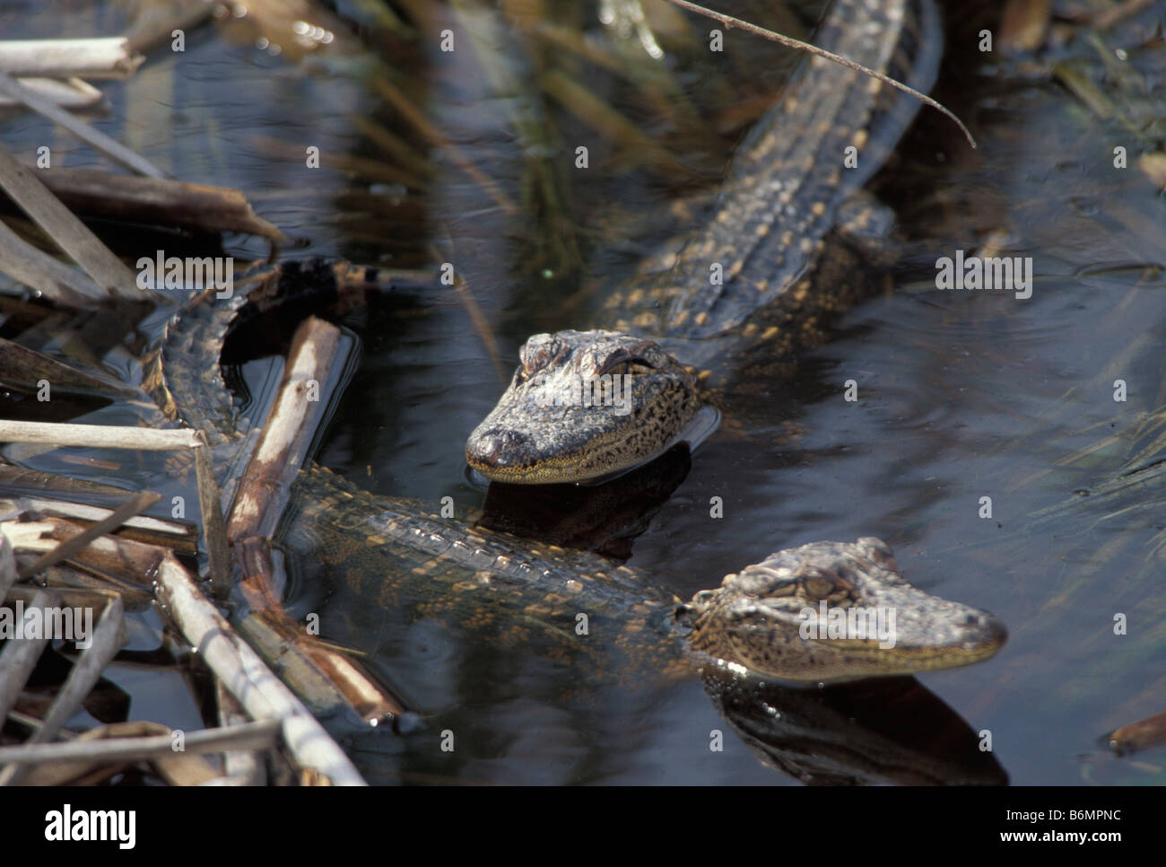 young American alligator in pond Stock Photo - Alamy