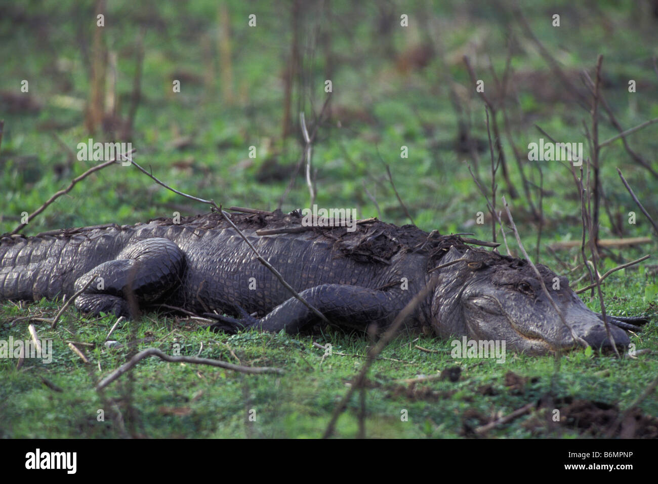 American alligator lying in marsh Stock Photo - Alamy
