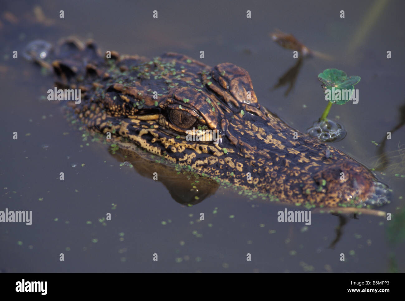 juvenile American alligator in water Stock Photo - Alamy