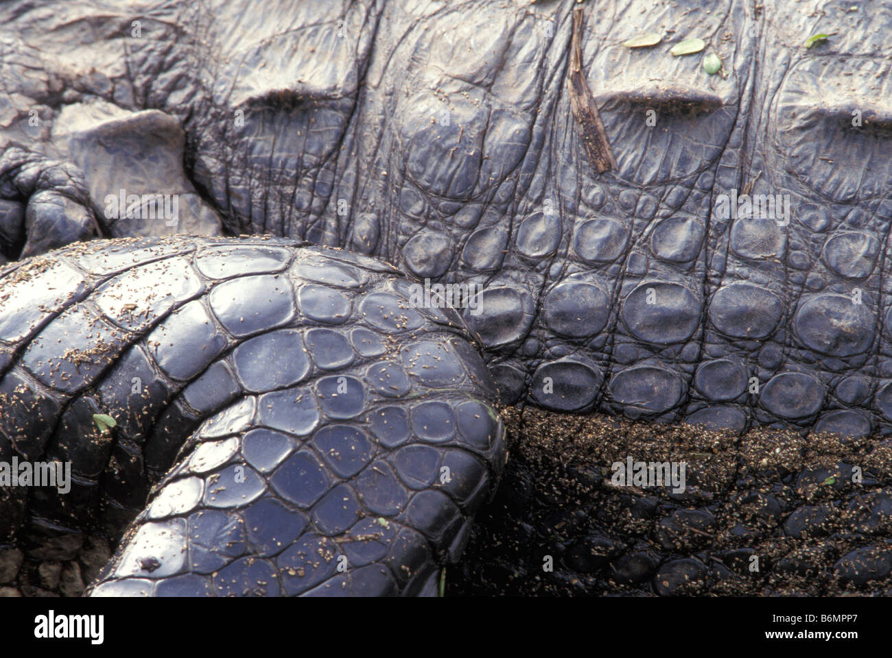 front leg and side of American alligator Stock Photo - Alamy