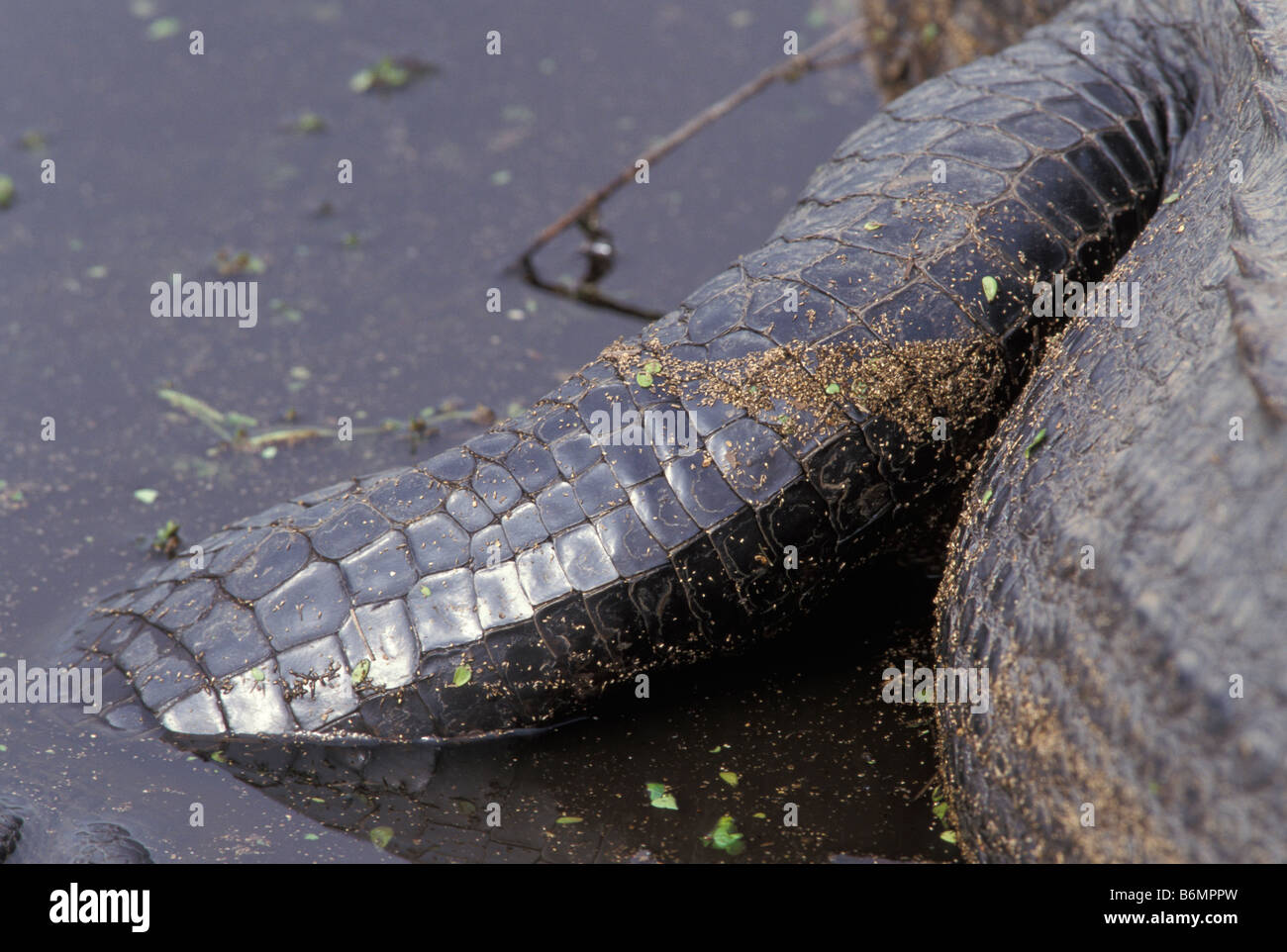 hind leg of American alligator Stock Photo - Alamy
